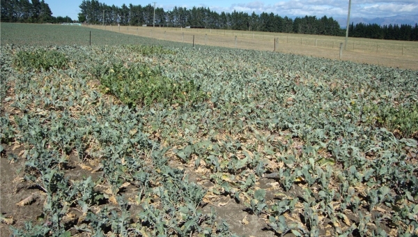 Pallaton Raphno Pgg Wrightson Seeds Pgg Wrightson Seeds