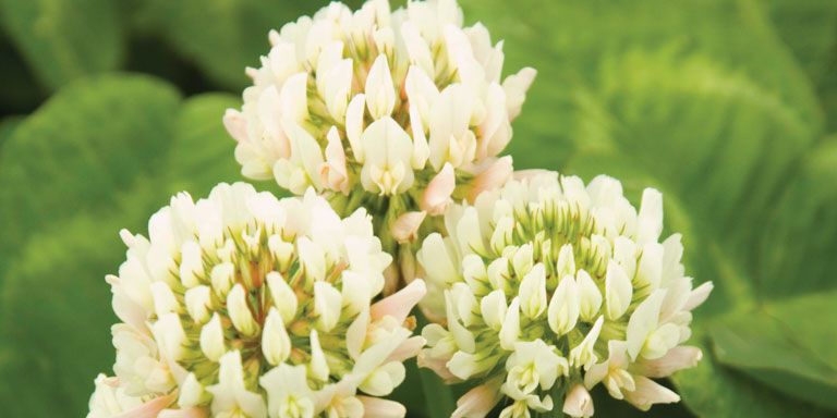 Clover Options | PGG Wrightson Seeds