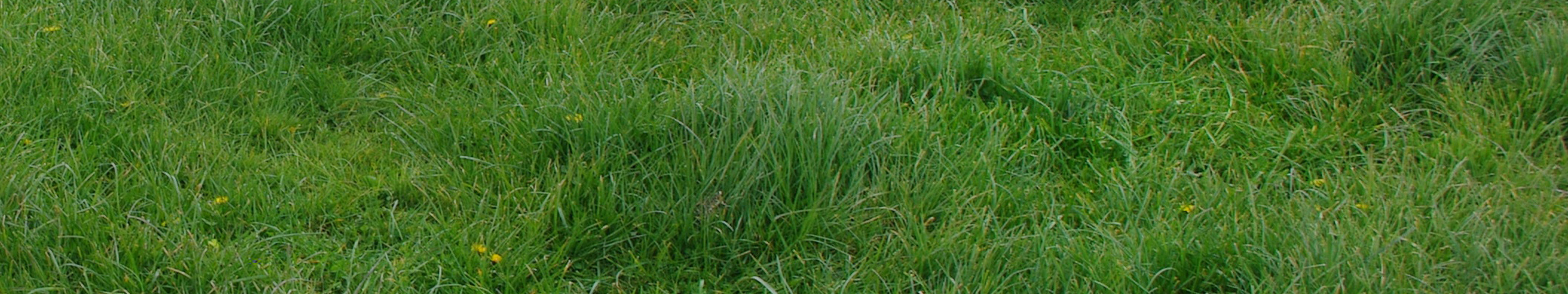 Expo Perennial Ryegrass | PGG Wrightson Seeds | PGG Wrightson Seeds