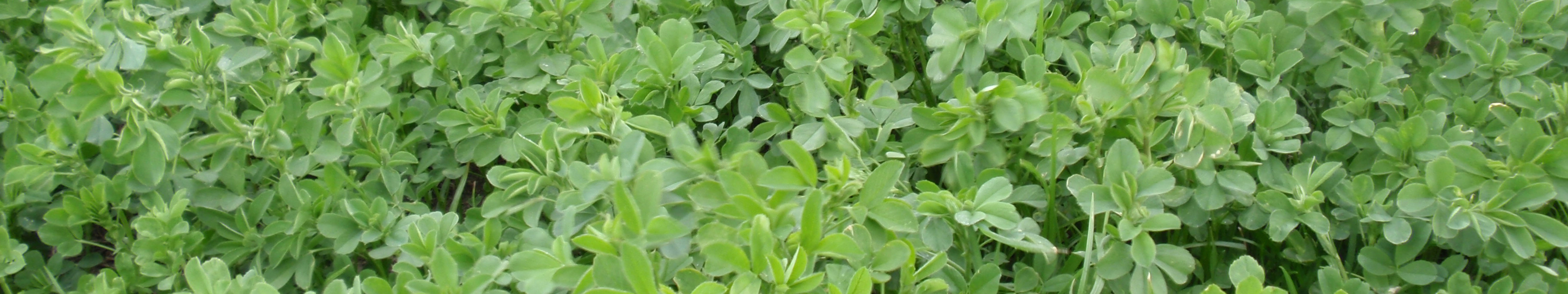 Lucerne | PGG Wrightson Seeds