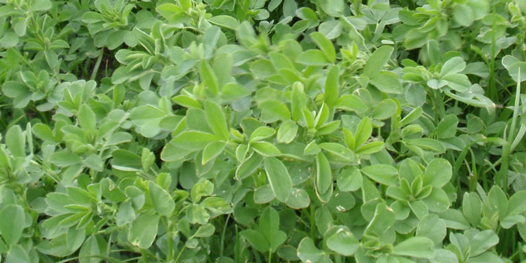 Lucerne | PGG Wrightson Seeds